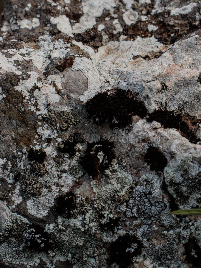 Beautiful Stone Overgrown with Moss Stock Image - Image of asphalt ...