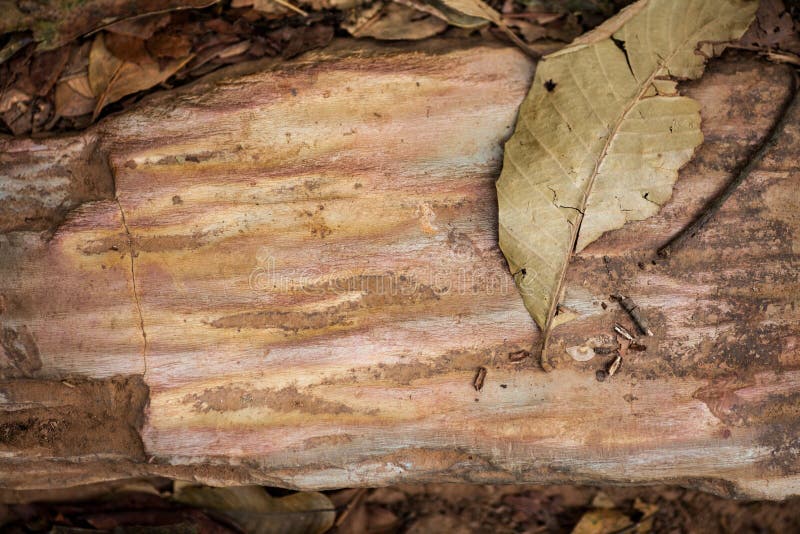 Beautiful Stone of Pastel Color. Stock Photo - Image of leaf, flat ...