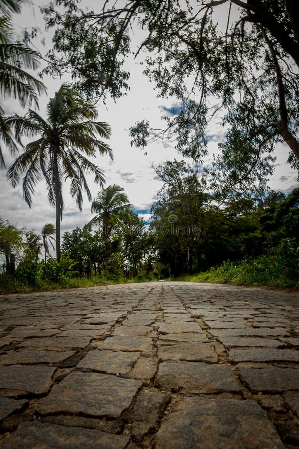 Beautiful Stone Path Surrounded by Trees Path in Gloomy Forest Stock ...