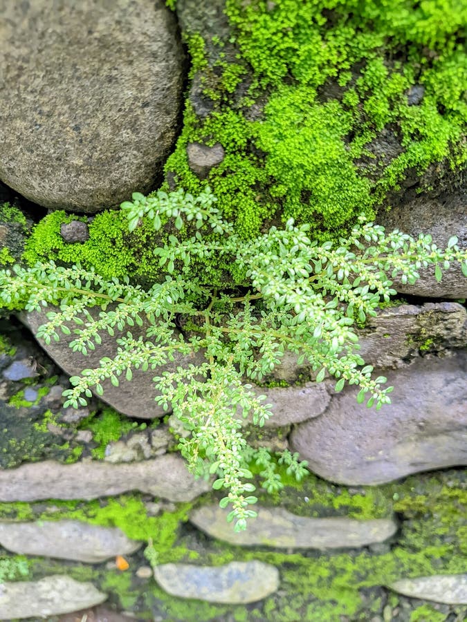 Beautiful Stone Plants in Bali Stock Photo - Image of balistone, plants ...
