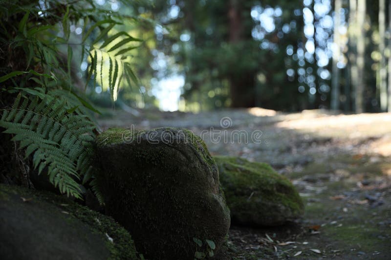 Beautiful Stones in Moss and Fern Near Pathway in Forest Stock Photo ...