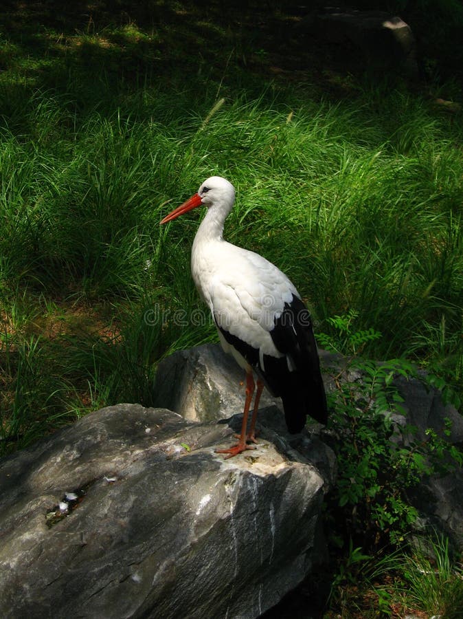 Beautiful Stork stock photo. Image of fantasy, habitat - 15645468