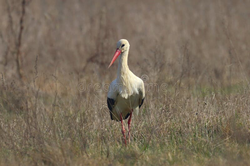 Beautiful Stork in the Grass Fields Stock Photo - Image of spring ...
