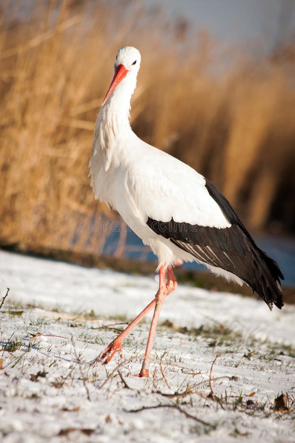 Beautiful Stork in Flight . Stock Photo - Image of nature, color: 191668900