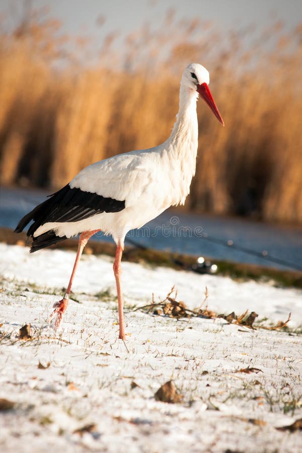 Beautiful Stork at the Park Stock Image - Image of beautiful, freedom ...