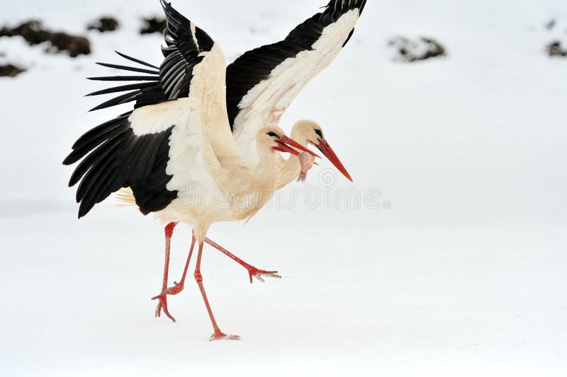Flying Arrow. White Stork in Flight. Danube Delta, Landmark Attraction ...