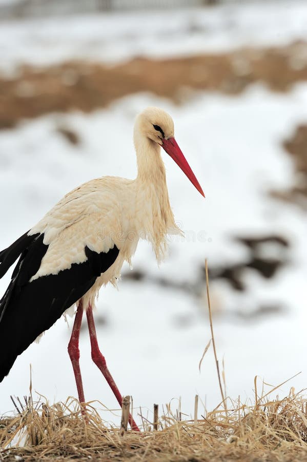 Stork stock photo. Image of nature, beak, ciconiiformes - 30231598