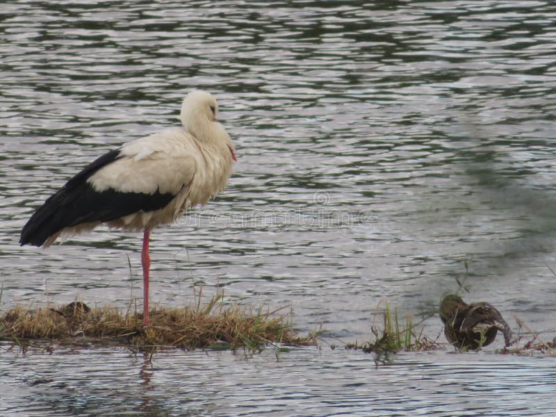 Beautiful Stork in the River Fishing Black White Fish Stock Photo ...