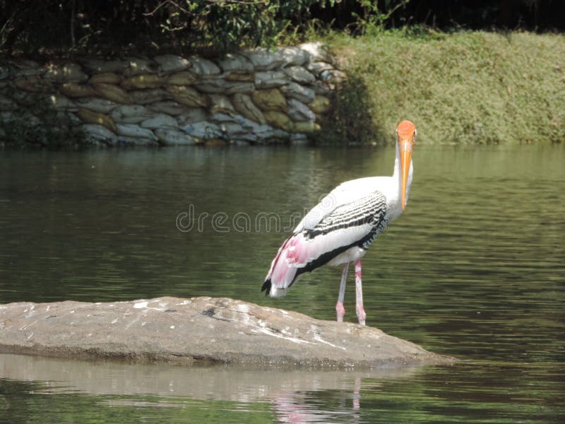 Beautiful Stork on a Rock in the Middle of a Lake in a Park Stock Image ...