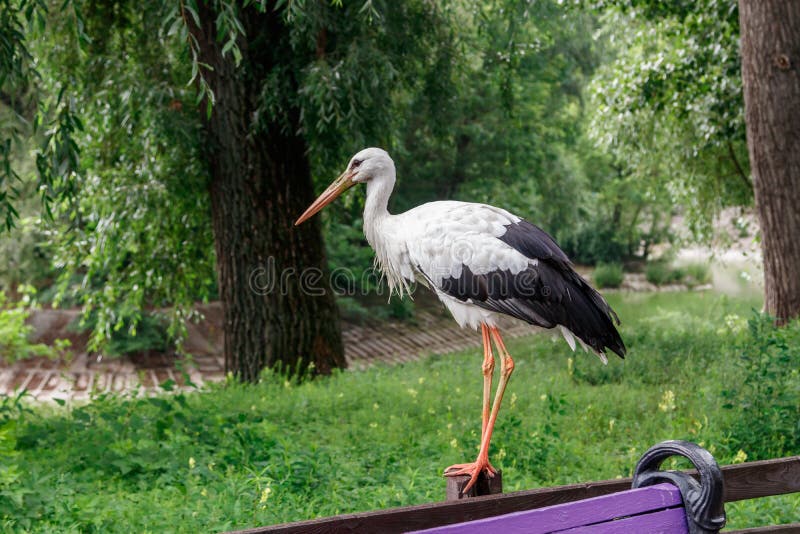 Beautiful Stork Stands on a Fence Stock Image - Image of funny, green ...
