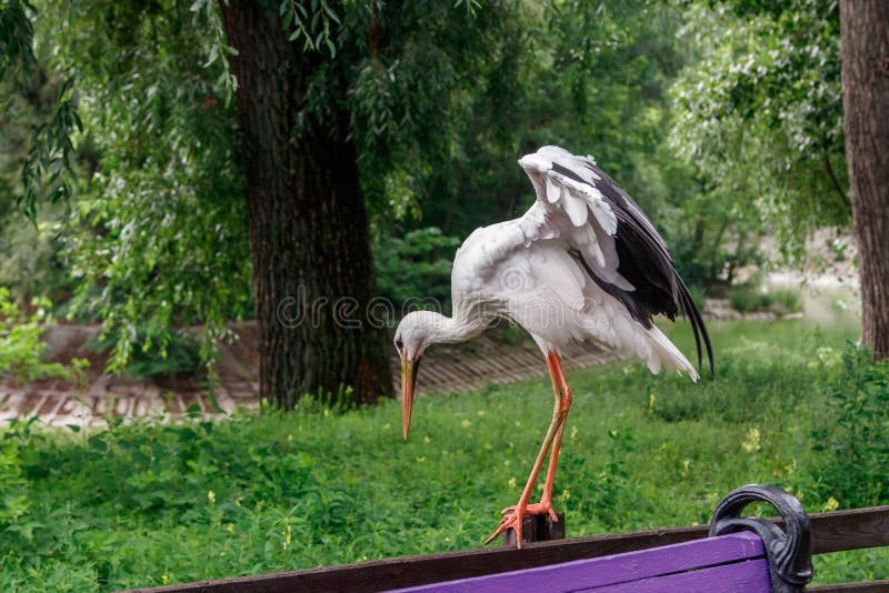 Beautiful Stork Stands on a Fence Stock Image - Image of fauna ...