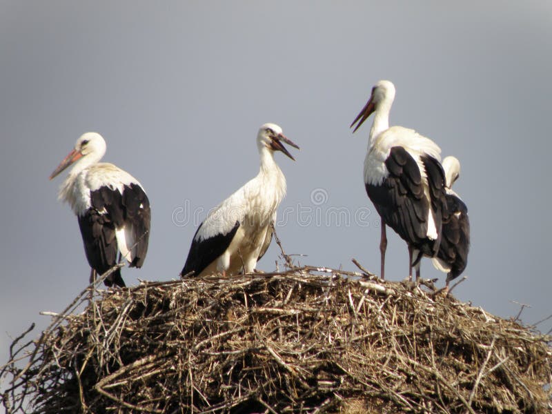 The beautiful storks stock photo. Image of village, black - 108167736
