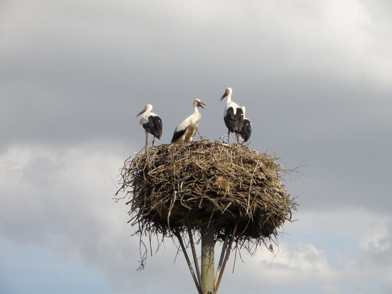 Beautiful Storks Flying in Group Disoriented Aimless Group Stock Photo ...