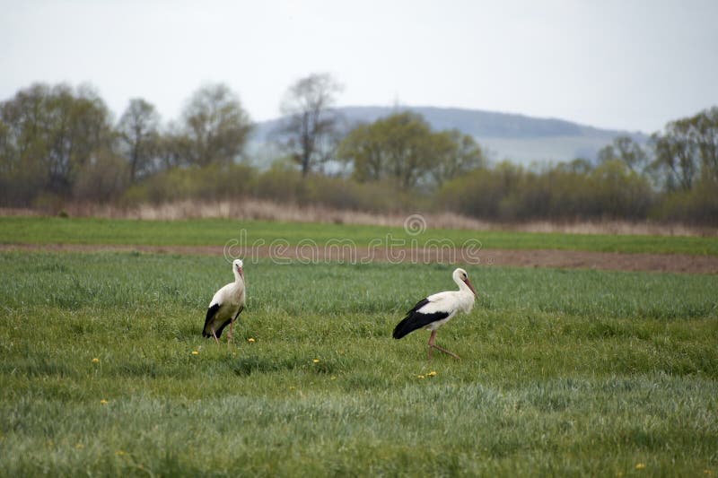 Beautiful Storks Flying in Group Disoriented Aimless Group Stock Photo ...