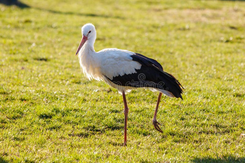 Beautiful Storks Walk on the Grass Stock Image - Image of nest, long ...