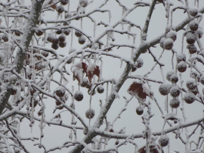 Beautiful Storm of Cold and Snow Frost Ice Under Zero Ice Stock Image ...