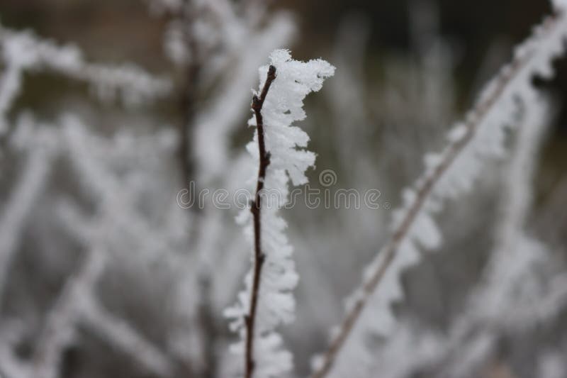 Beautiful Storm of Cold and Snow Frost Ice Under Zero Ice Stock Image ...