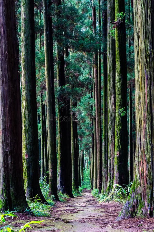 Beautiful Straight Old Pine Trees in a Reserve Forest Stock Photo ...