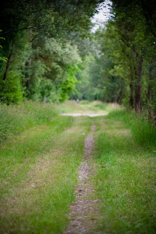 A beautiful straight path stock photo. Image of netherlands - 8594812
