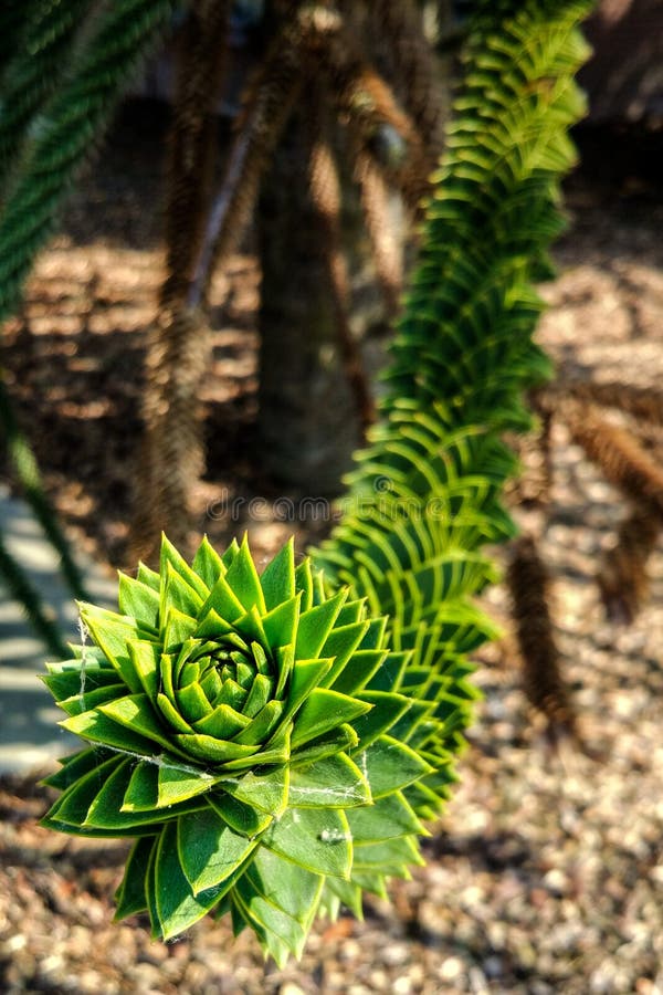 Beautiful and Strange Tree Leaves Stock Photo - Image of green ...