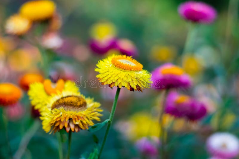 Beautiful Straw flowers stock image. Image of petal - 161413621