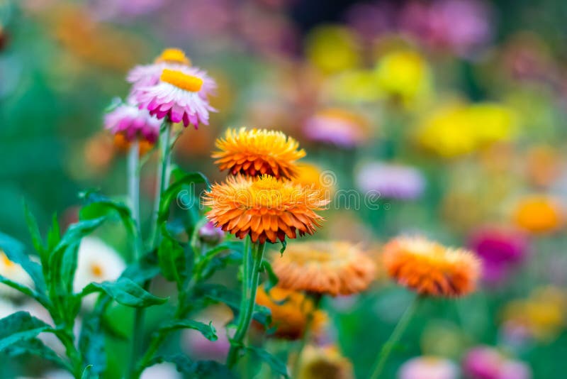 Beautiful Straw flowers stock image. Image of petal - 161413621
