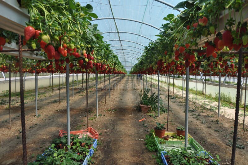 Strawberry Production Inside A Greenhouse Stock Photo - Image of flower ...