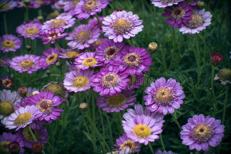 Beautiful Strawflower Blooming in the Garden Stock Image - Image of ...