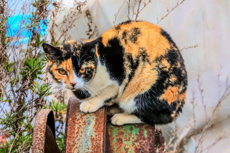 Beautiful stray cat, stock photo. Image of cozy, feline - 111312950