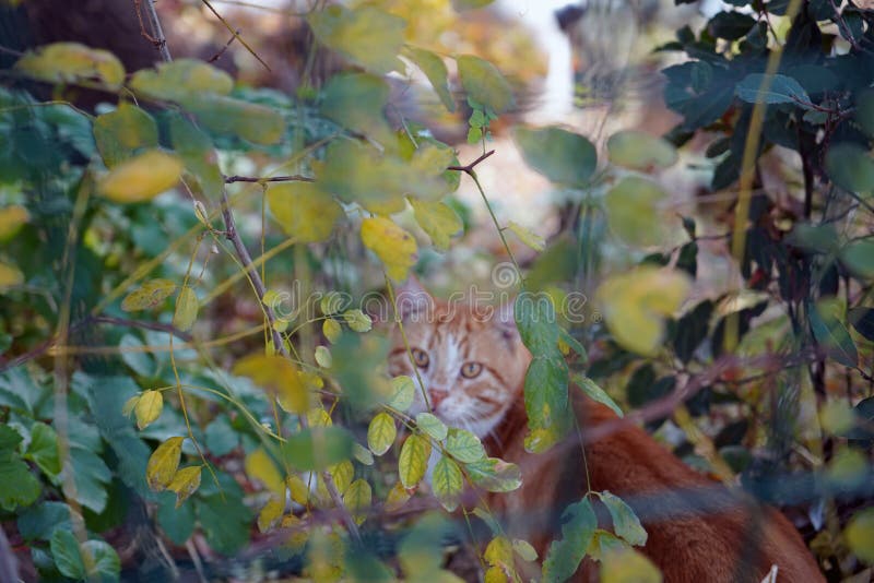 Beautiful Stray Cat among the Greenery. Stock Photo - Image of dirty ...