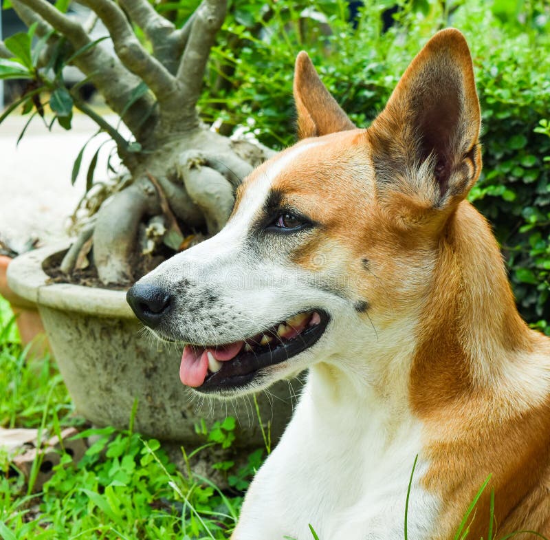 Beautiful stray dog. stock photo. Image of aloud, playful - 97494942