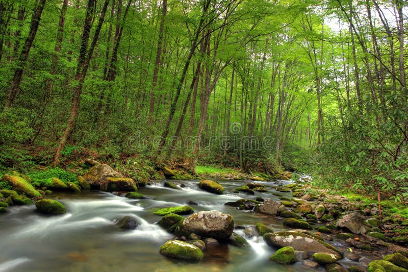 Magical Forest Stream in Smoky Mountains National Park Stock Photo ...