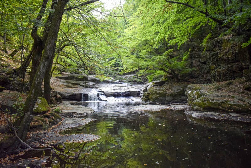 A Beautiful Stream Flowing in the Forest Stock Photo - Image of nature ...