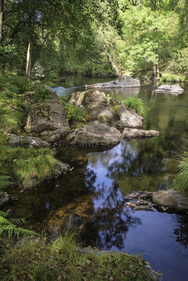 Beautiful Stream Flowing through Forest Landscape in Summer Stock Image ...