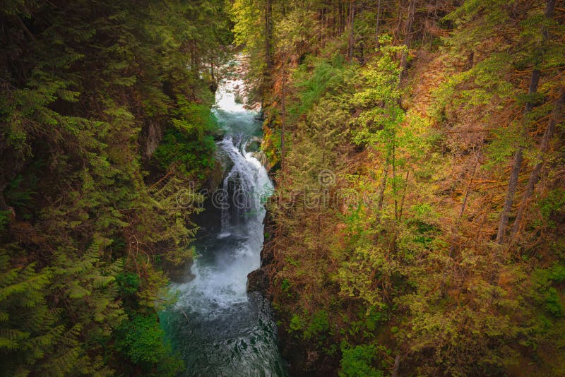 A Beautiful Stream in a Forest Stock Photo - Image of background, wood ...
