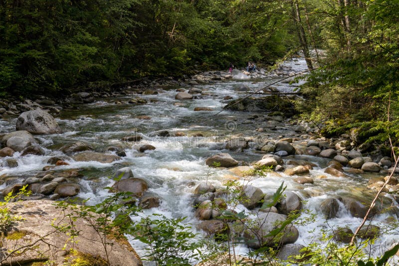 A Beautiful Stream in a Forest Stock Photo - Image of nature, trees ...