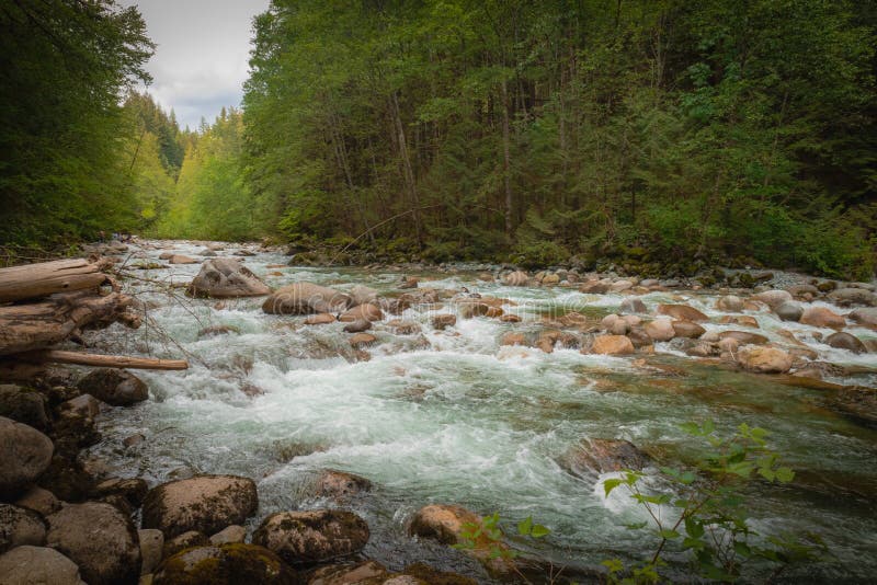 A Beautiful Stream in a Forest Stock Image - Image of park, leaves ...