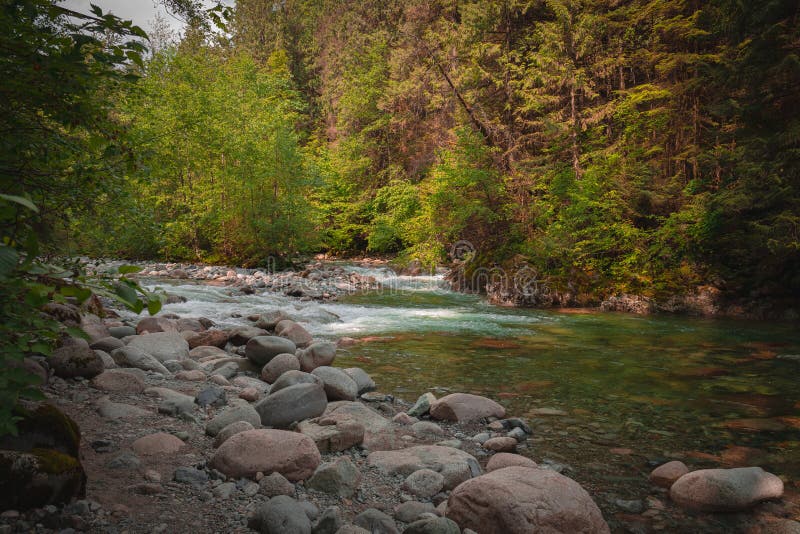 A Beautiful Stream in a Forest Stock Image - Image of wild, trees ...