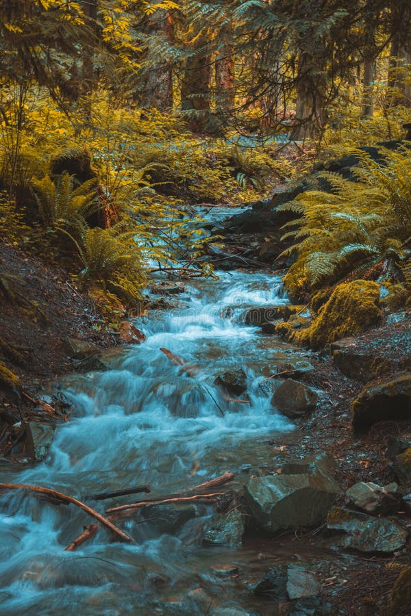 A Beautiful Stream in a Forest Stock Photo - Image of wood, nature ...