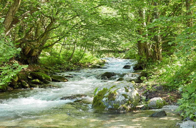 Beautiful Stream in the Forest Stock Photo - Image of lush, nature ...