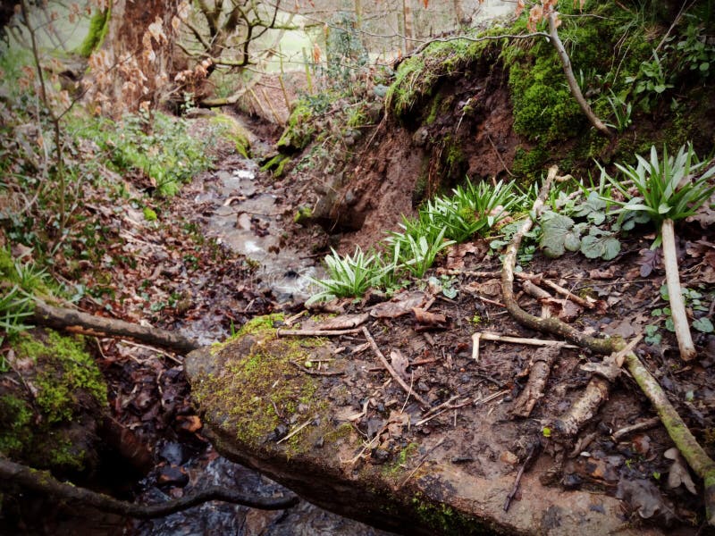 Beautiful Stream in Nature Close Up Stock Image - Image of desktop ...