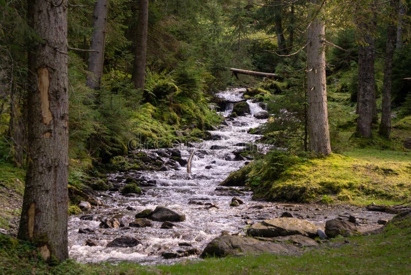 A Beautiful Stream Running through an Alpine Forest Stock Photo - Image ...