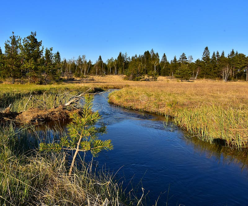 Beautiful brook stock image. Image of diversity, peacefully - 91874517