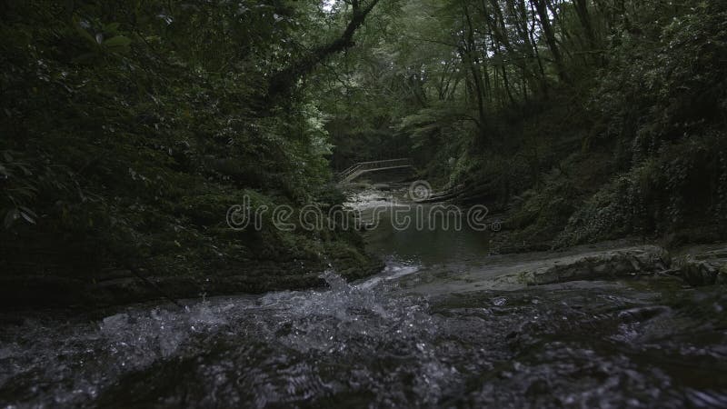 Beautiful Streams of Forest River in Summer. Creative. River Flows in ...