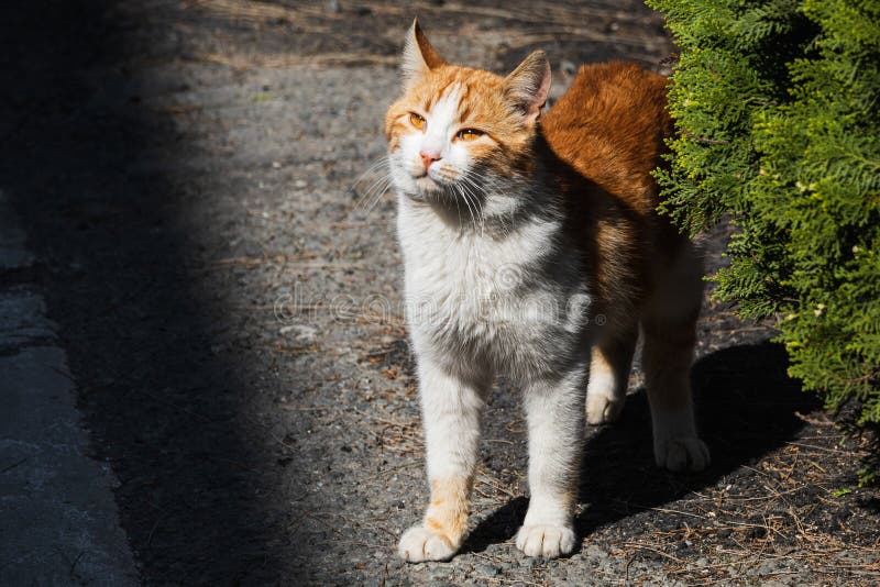 A Beautiful Street Cat. a Ruddy White Cat Stands Facing the Sunlight in ...