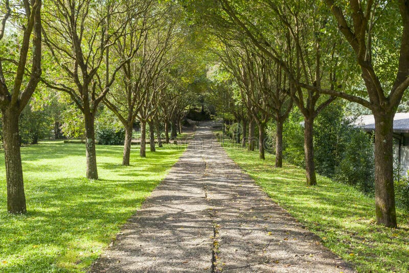 Pleached Allee Glen Burnie Gardens Winchester VA Stock Photo - Image of ...