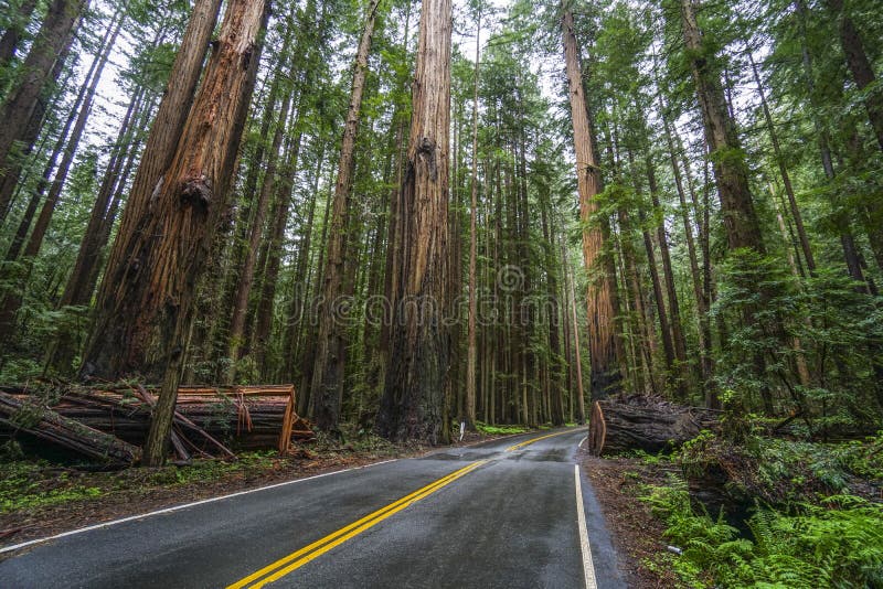 Beautiful Street through the Redwood Forest Stock Photo - Image of ...