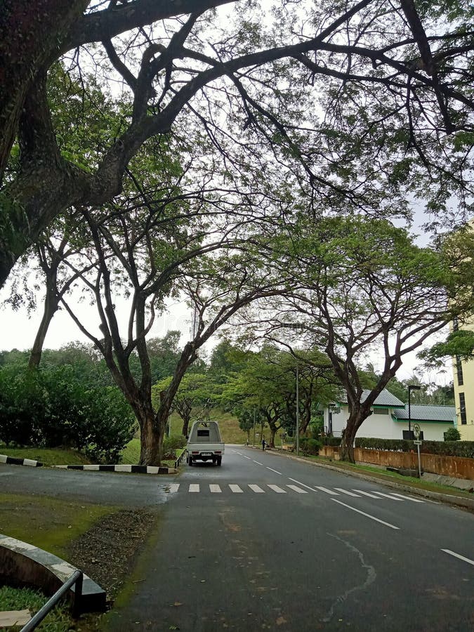 Beautiful Street with Shady Trees Stock Photo - Image of shrub, road ...