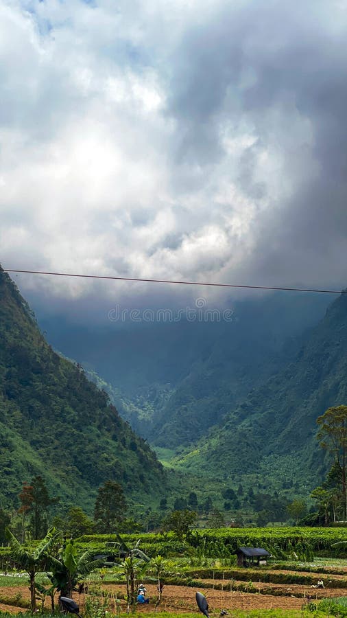Swiss Van Java at Dieng Wonosobo Editorial Image - Image of field ...