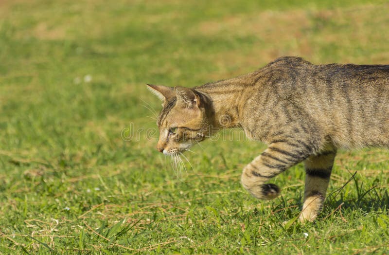 Cat on the prowl! stock photo. Image of tabby, prowl - 11988580